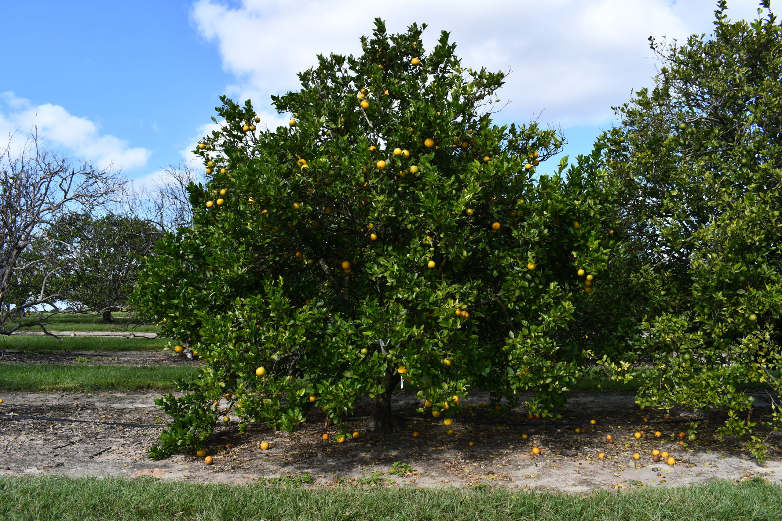 Update on HLB-Tolerant/Resistant Tree Programs - Citrus Industry Magazine