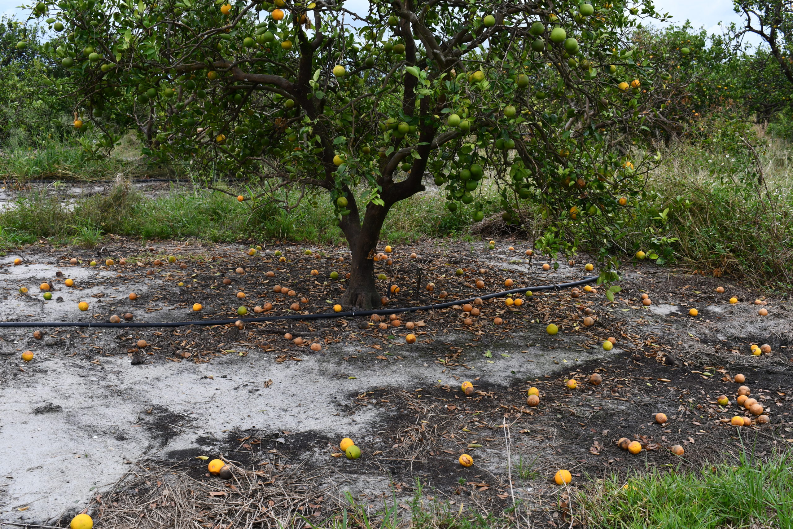 Forecast for Florida Citrus Production Plummets - Citrus Industry Magazine