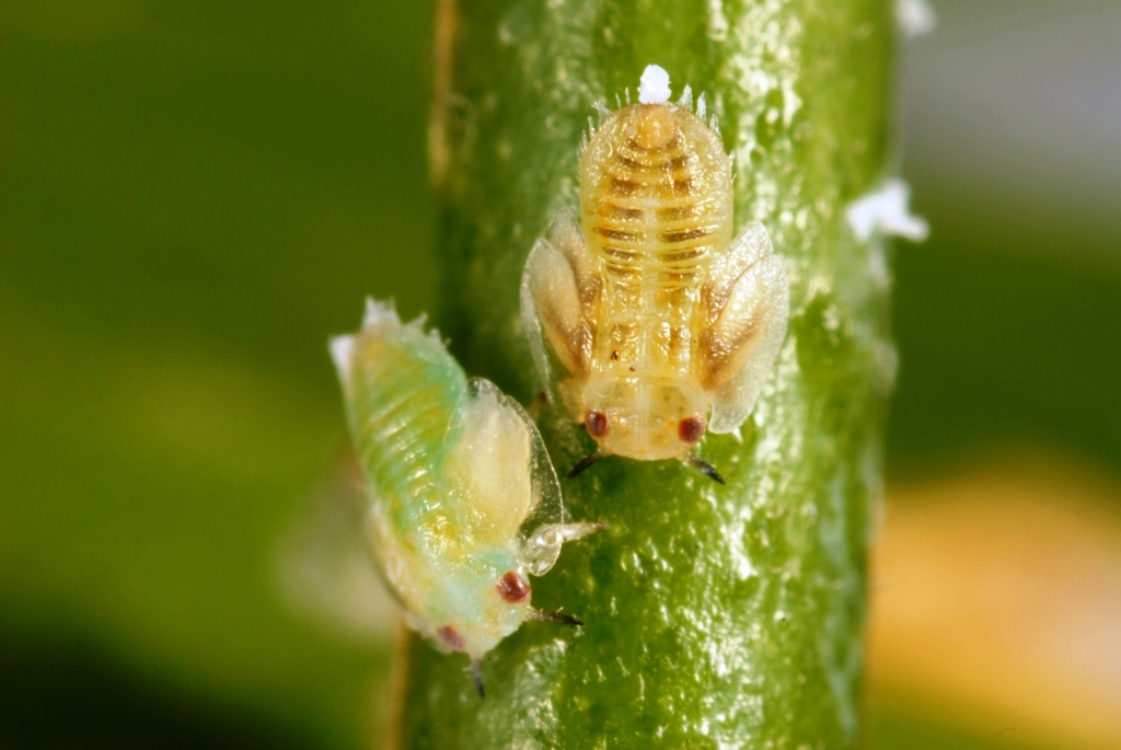 Experimental Citrus Tree Kills Young Psyllids - Psyllids Citrus ...