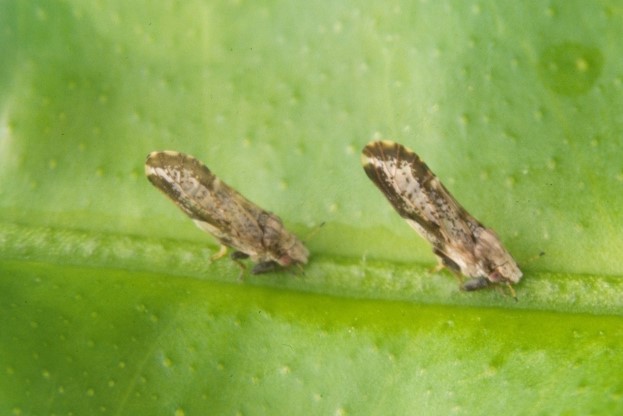 ACP - Citrus Industry Magazine