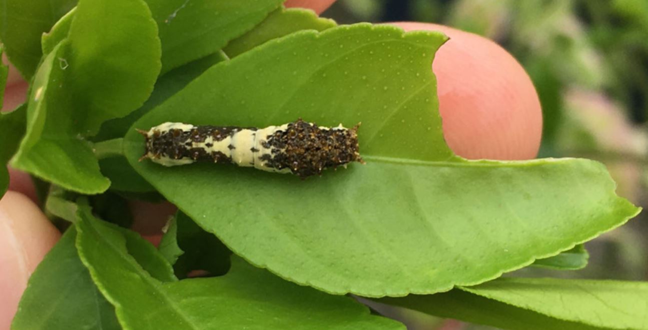 New Invasive Pest to Watch for in Florida Citrus - Citrus Industry Magazine