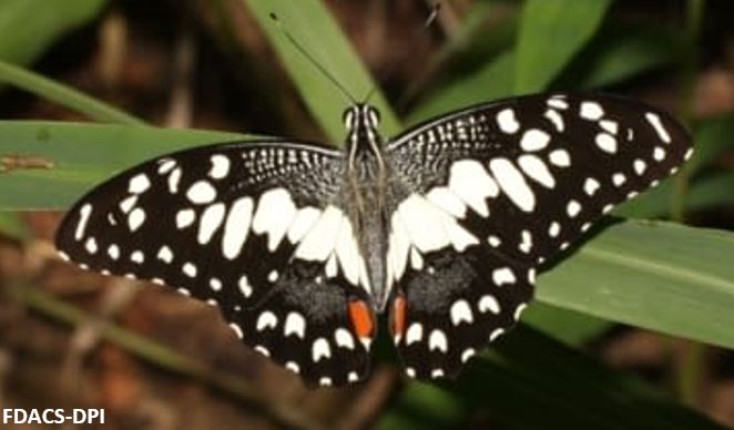 Should Florida Growers Be Worried About Lime Swallowtail? - Citrus ...