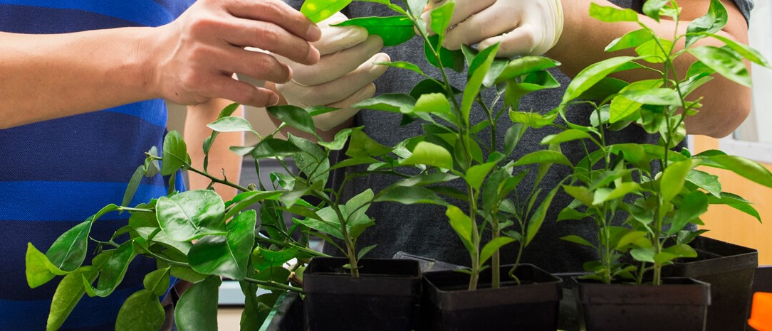 What’s New in Citrus Breeding? - Citrus Industry Magazine