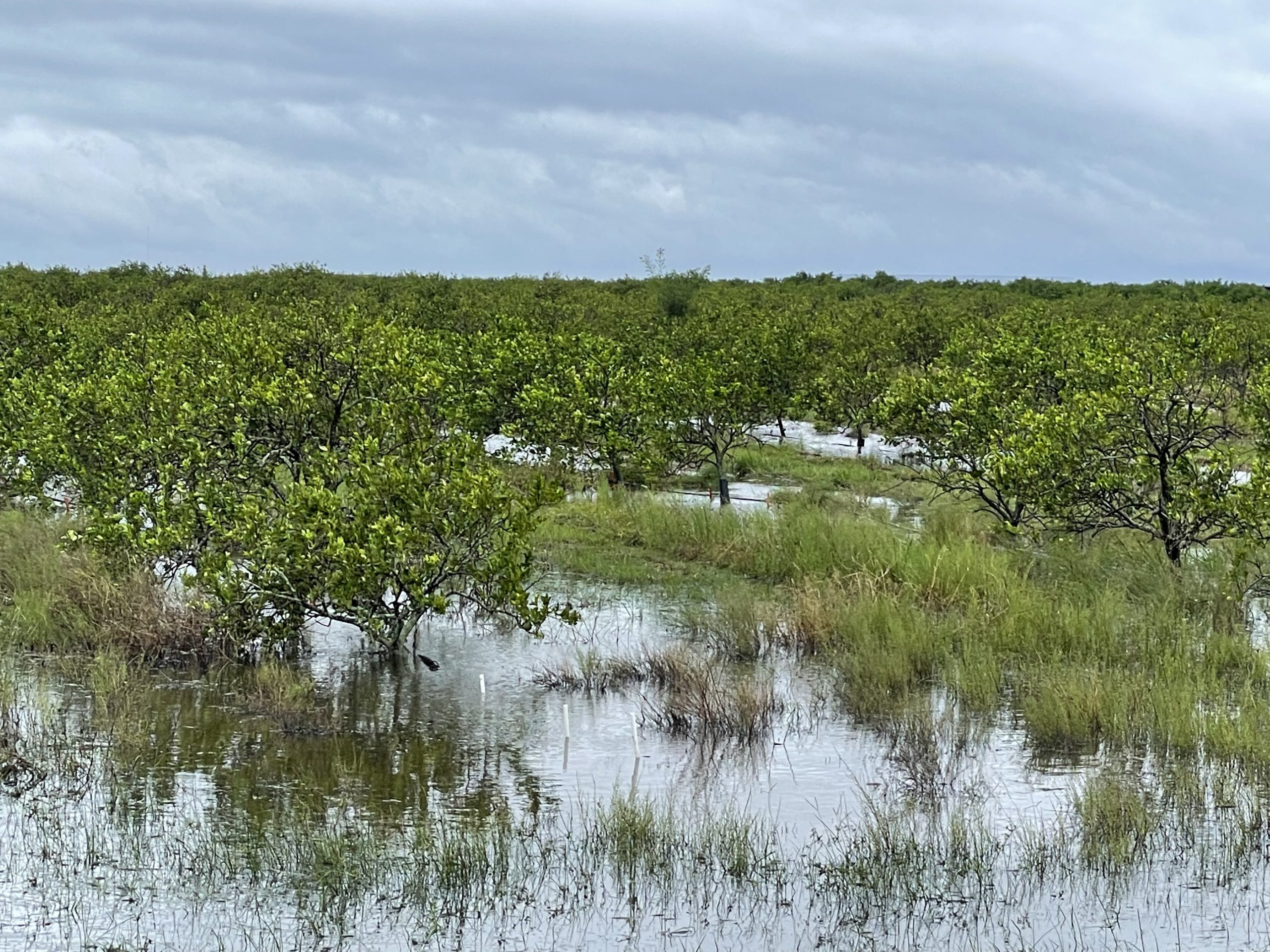 Standing-Water-Alturas-FCM - Citrus Industry Magazine