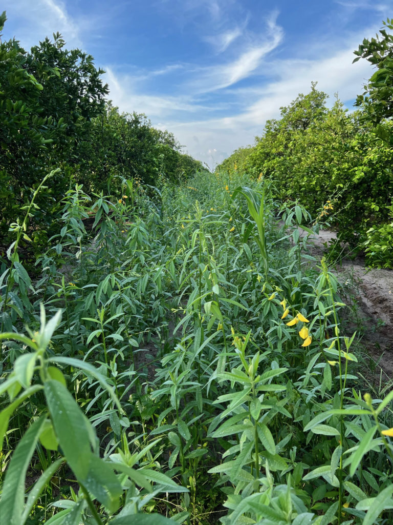 Preparing for Summer Cover Crops - Citrus Industry Magazine