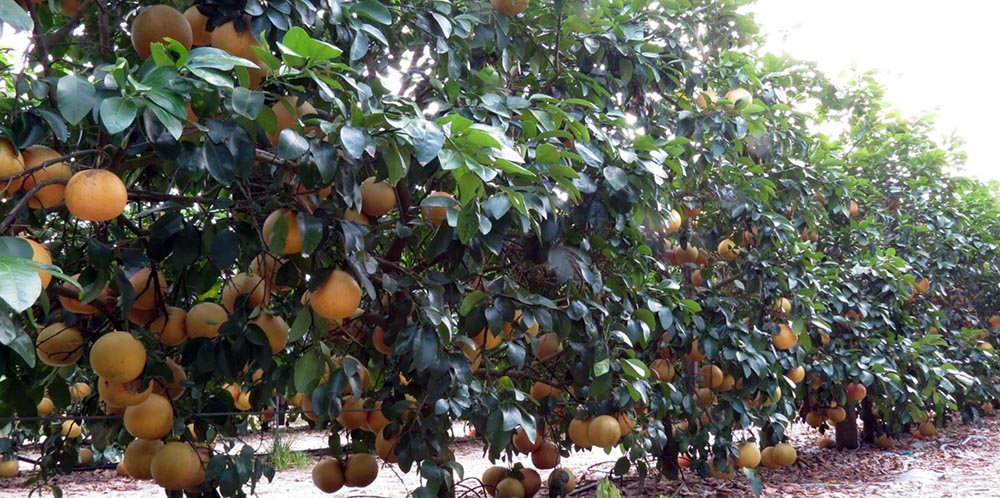 Long-Term Research Proves CUPS Performance | Highlands County Citrus ...