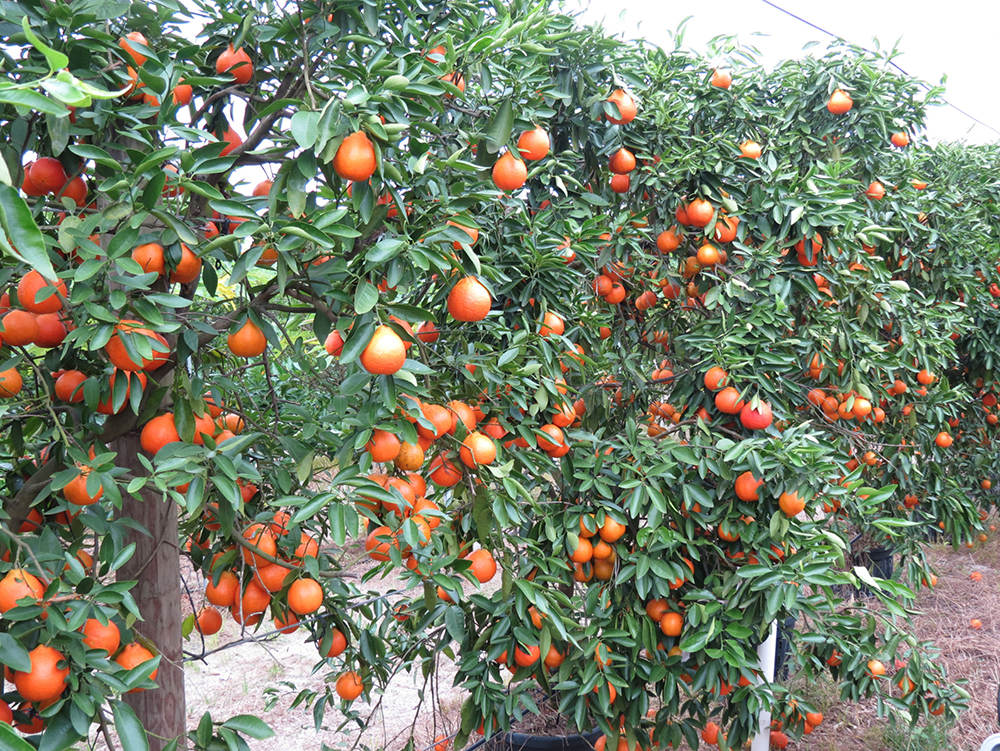 sugar-belle-CUPS - Citrus Industry Magazine