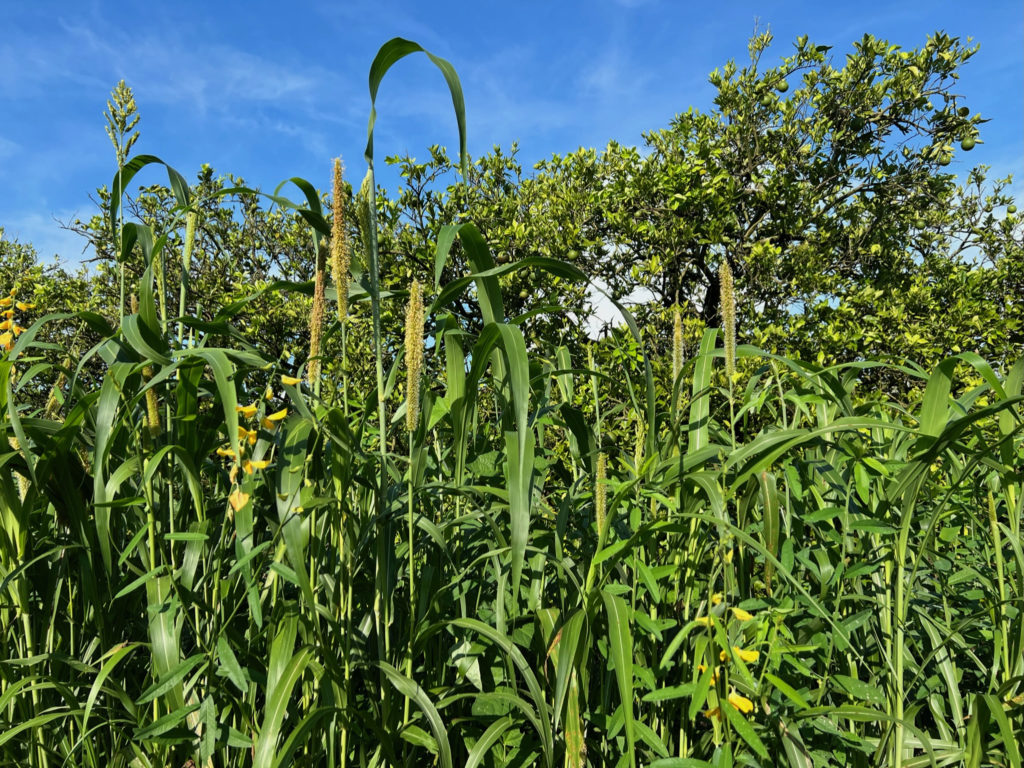Using Cover Crops to Improve Soil Health - Citrus Industry Magazine