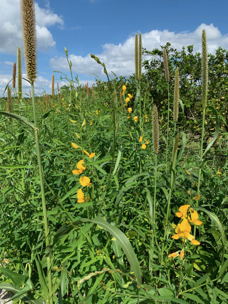 Economists Study Cover Crops in Citrus - Citrus Industry Magazine
