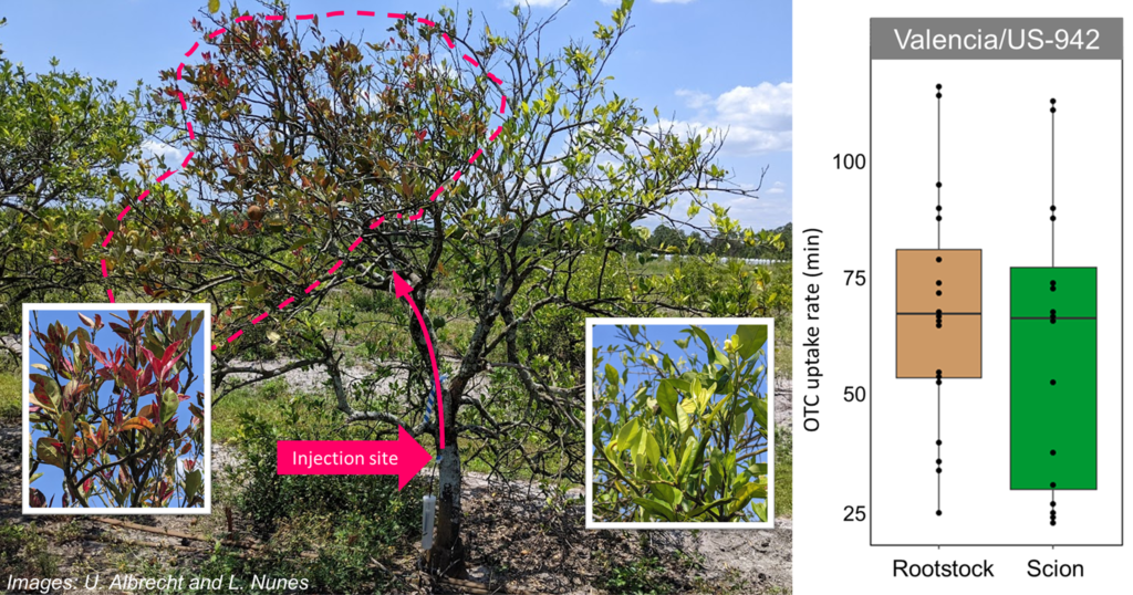 Trunk Injection: Rootstock vs. Scion - Citrus Industry Magazine