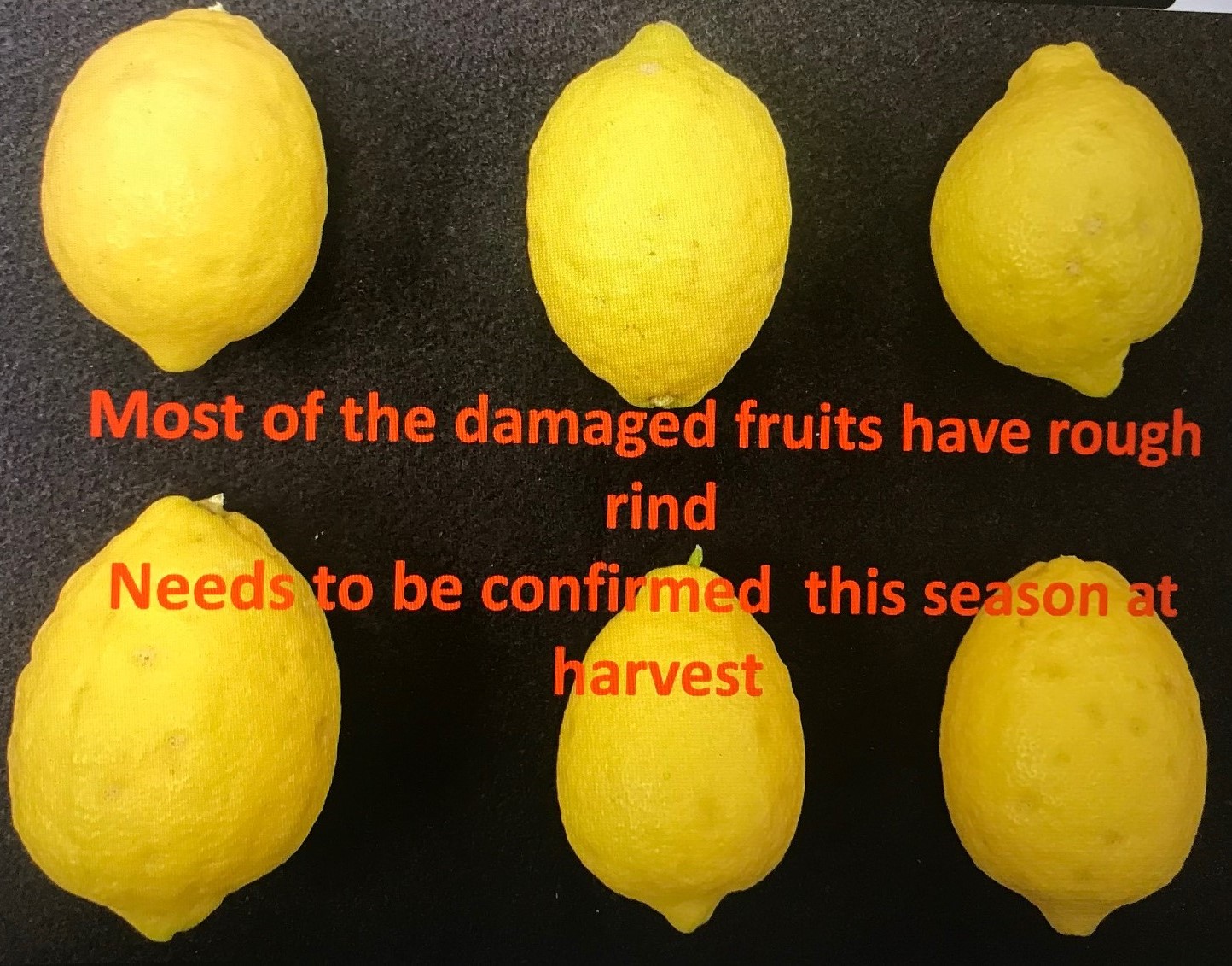 lemon-pitting - Citrus Industry Magazine