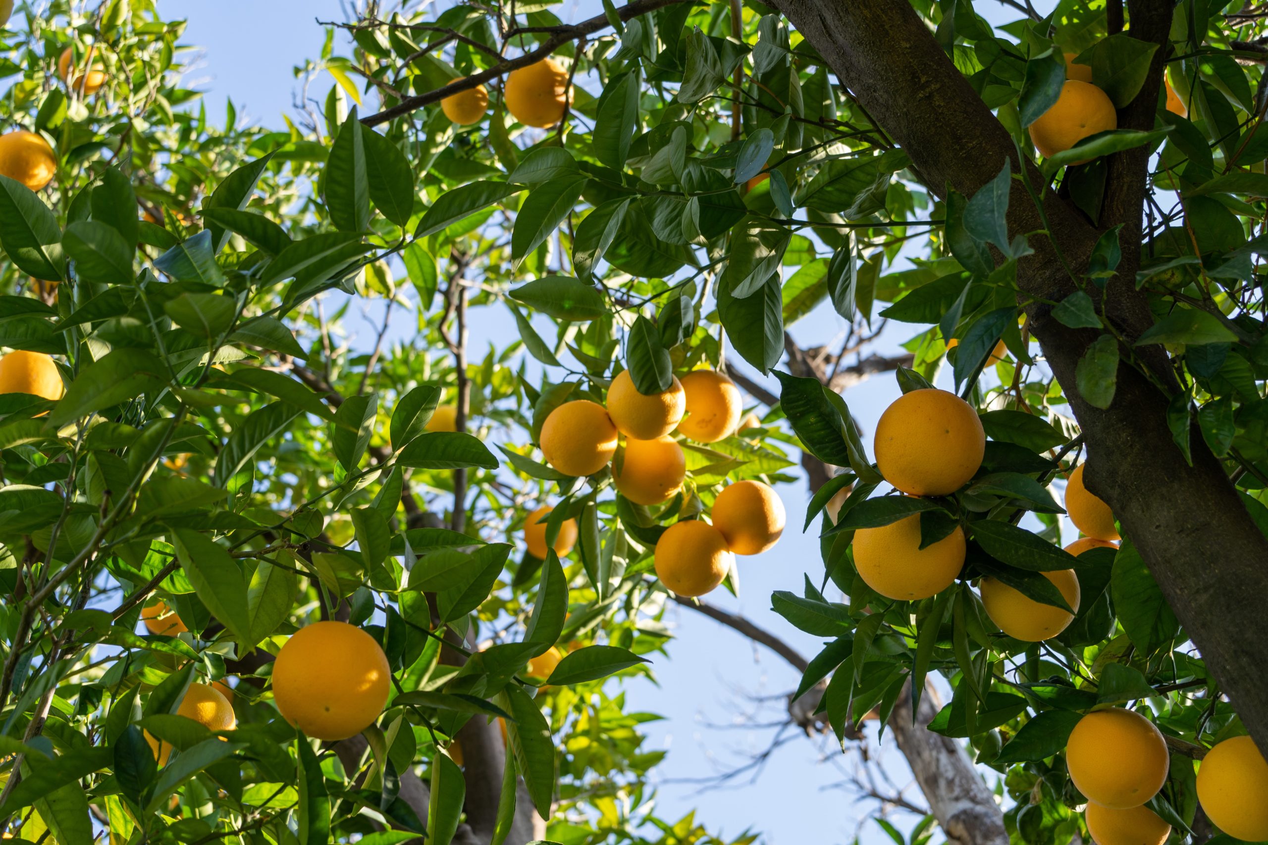 Turkey citrus aleksandr-kuzmenko-DoOrJZXDTKs-unsplash - Citrus Industry ...