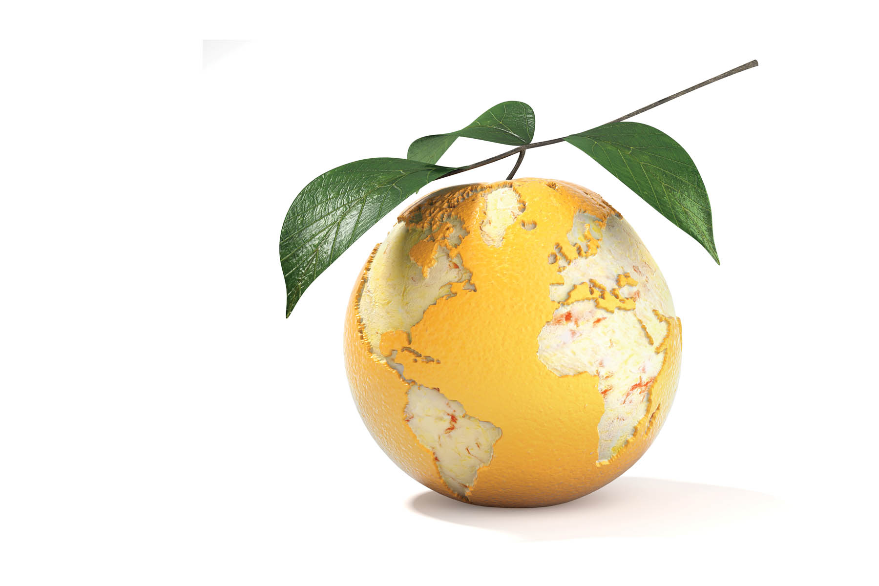 Global Orange and OJ Production to Increase - Citrus Industry Magazine