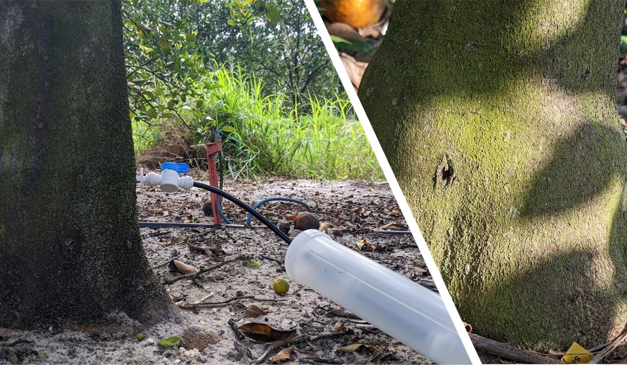 Tips for Trunk Injection of Oxytetracycline - Citrus Industry Magazine