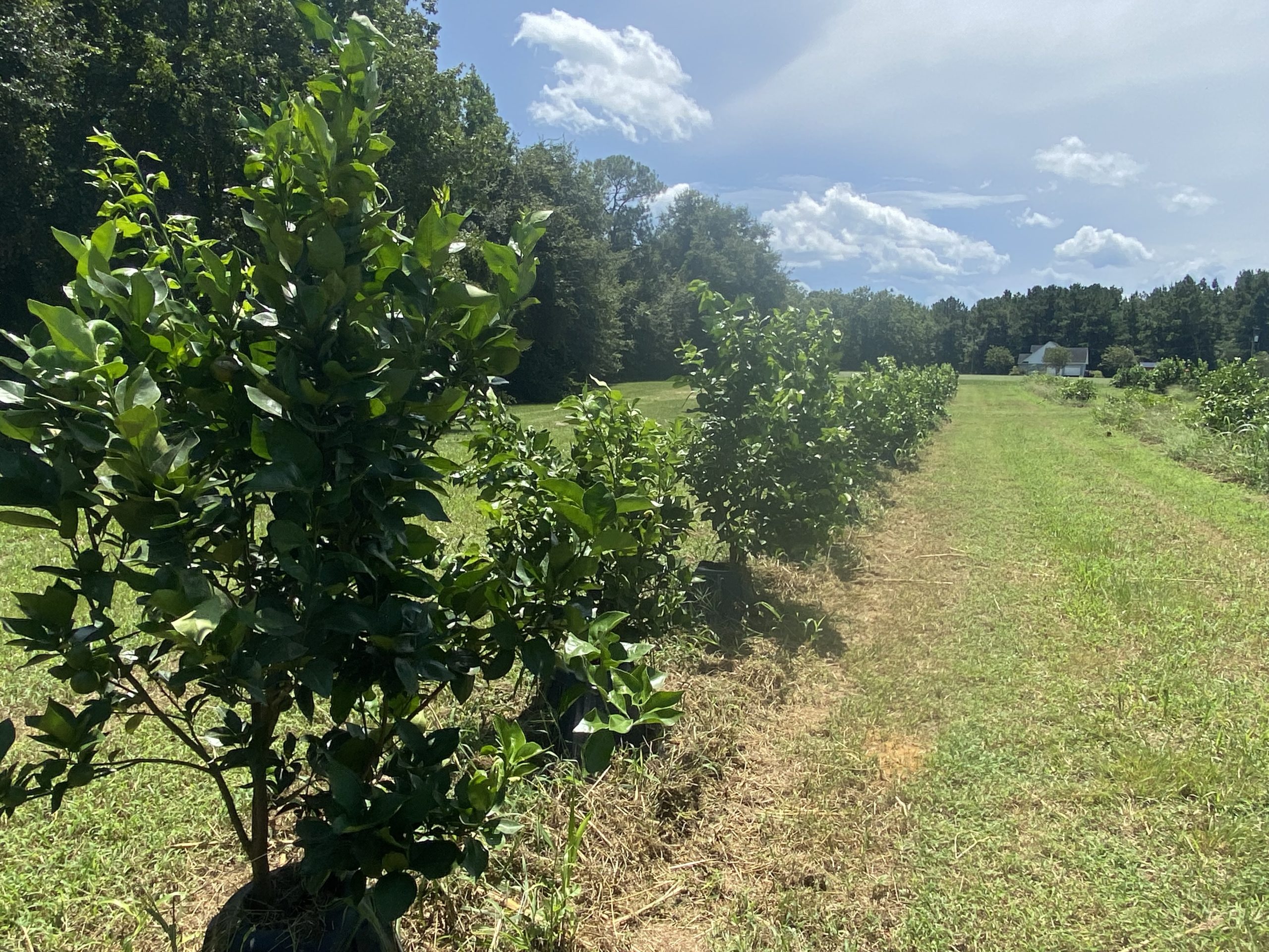 Growing Citrus With Soil Health in Mind - Citrus Industry Magazine