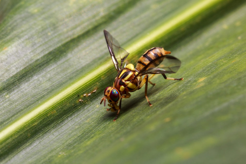 Oriental Fruit Fly Quarantine Lifted - Citrus Industry Magazine