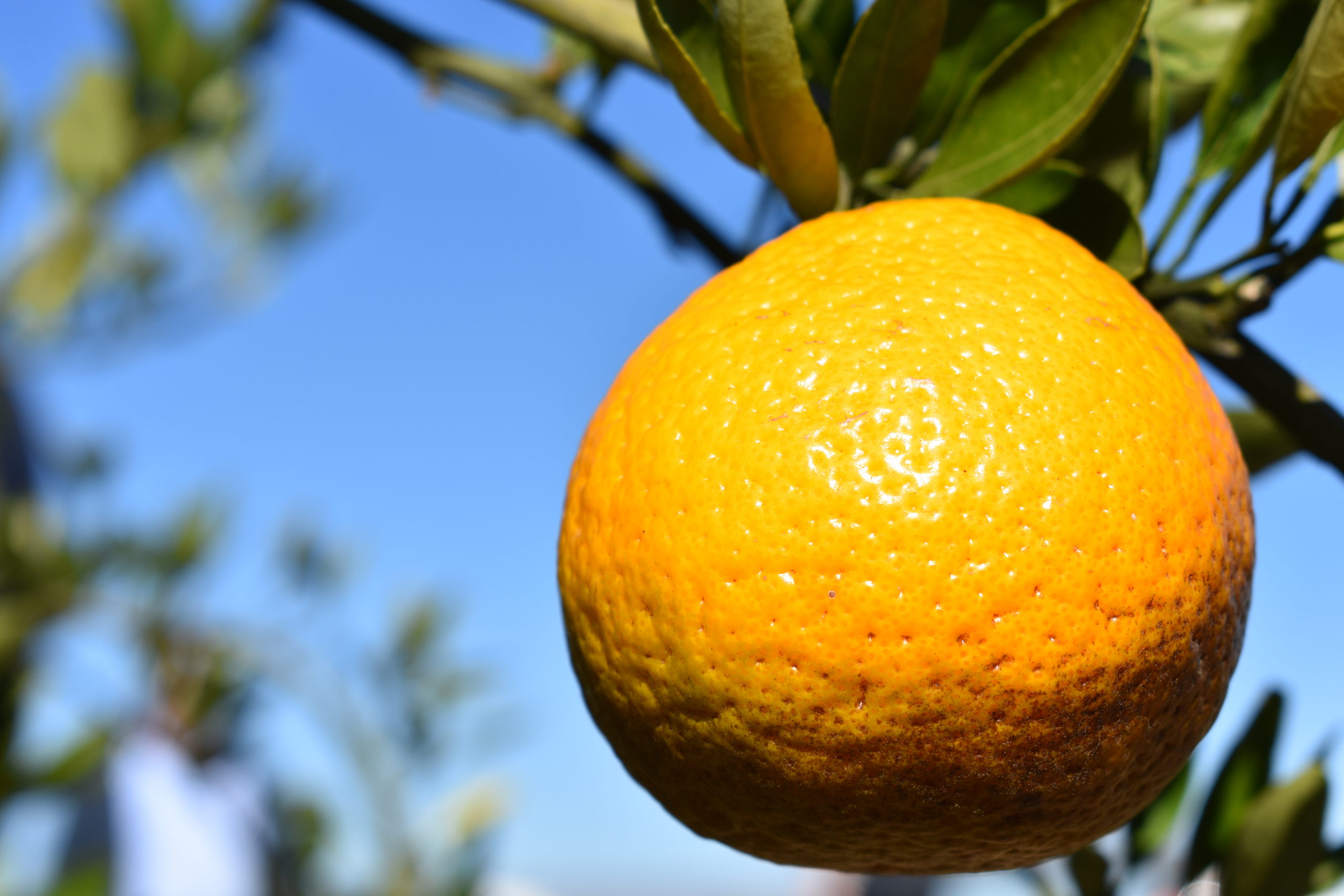 Final U.S. Citrus Forecast for 2023–24 - Citrus Industry Magazine