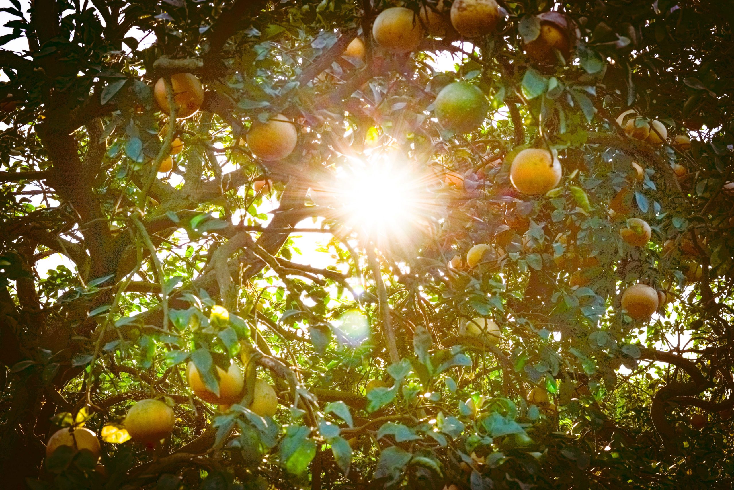 Climate Change in the Cold-Hardy Citrus Region - Weather Citrus ...