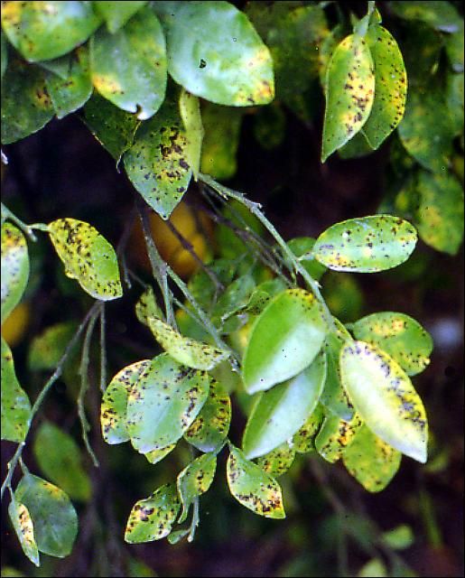 Symptoms and Management of Brown Rot and Greasy Spot - Citrus Industry ...