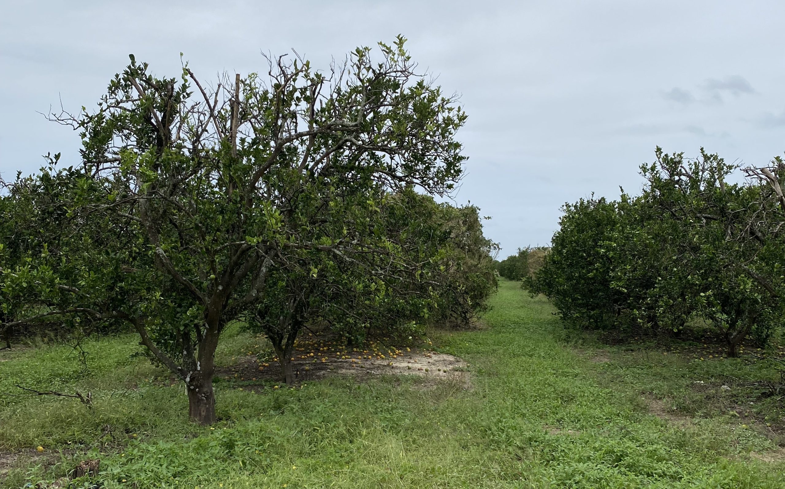 A survey is to assess the agricultural impacts of Hurricane Milton.