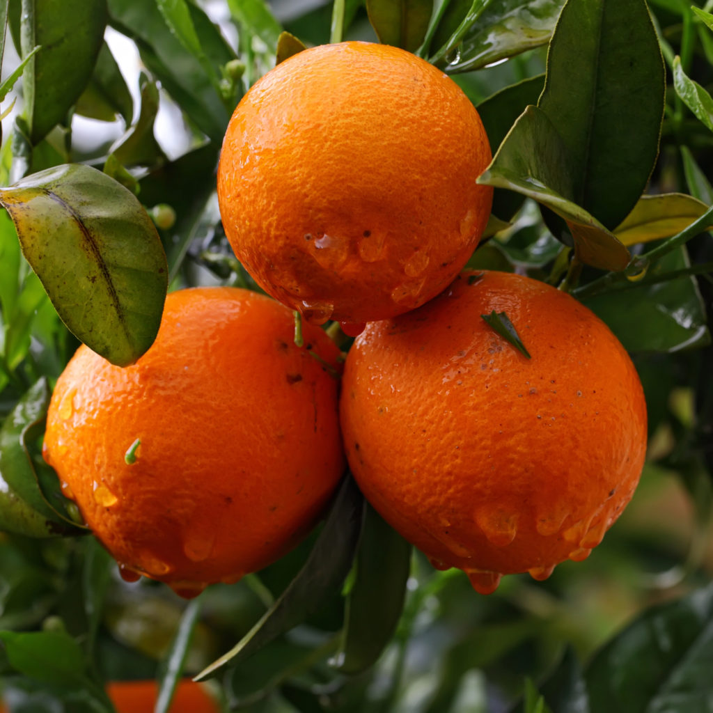 Increased Rainfall Impacts Florida Citrus - Citrus Industry Magazine
