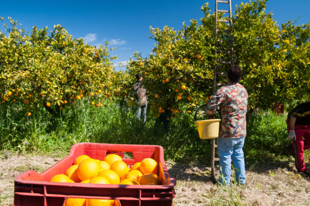 Farm Workforce Modernization Act Reintroduced - Citrus Industry Magazine