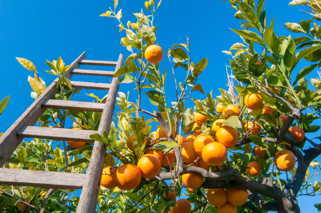 Citrus Forecast Has Slight Changes - Crop Forecast Citrus Industry Magazine