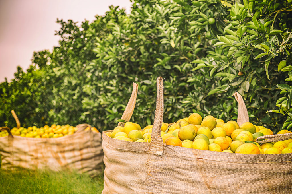 Citrus Greening, Production and Plantings in Brazil - Brazil Citrus ...