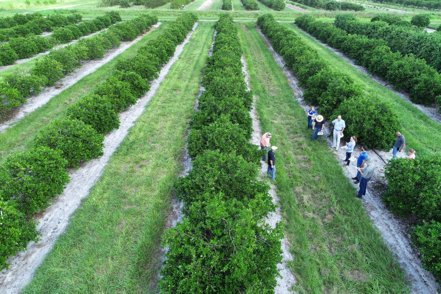 Grove Tours a New Feature at the Florida Citrus Show - Citrus Industry ...