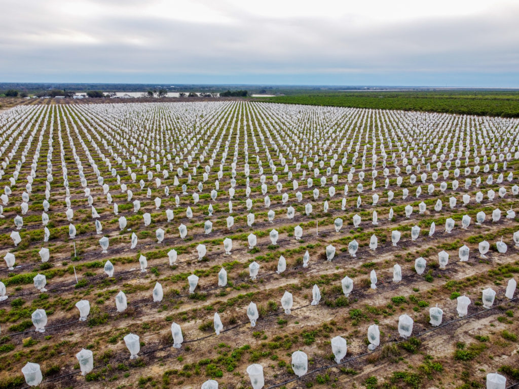 Florida Department of Citrus Presents Replanting Strategy - Citrus ...