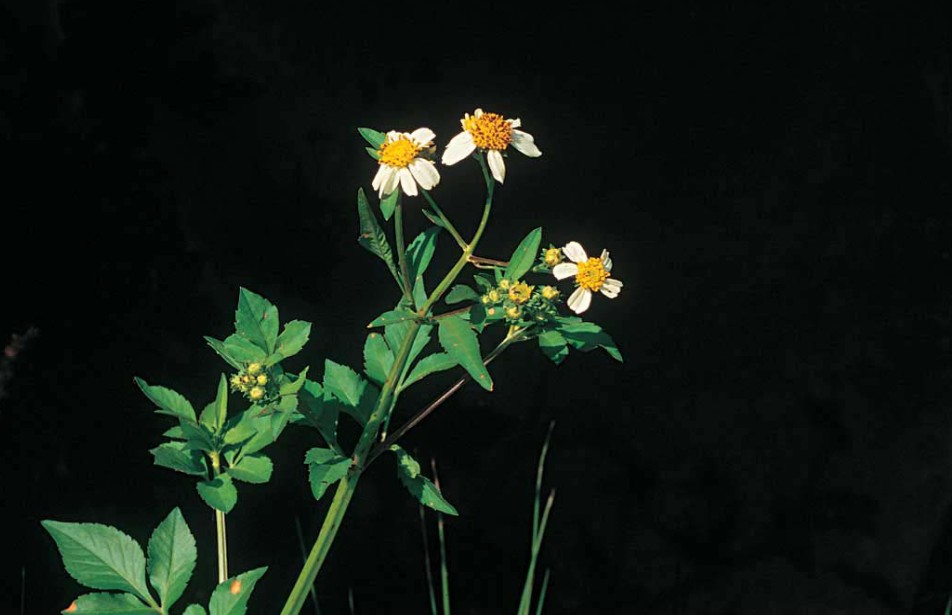 Optimizing Weed Management in Citrus - weeds Citrus Industry Magazine