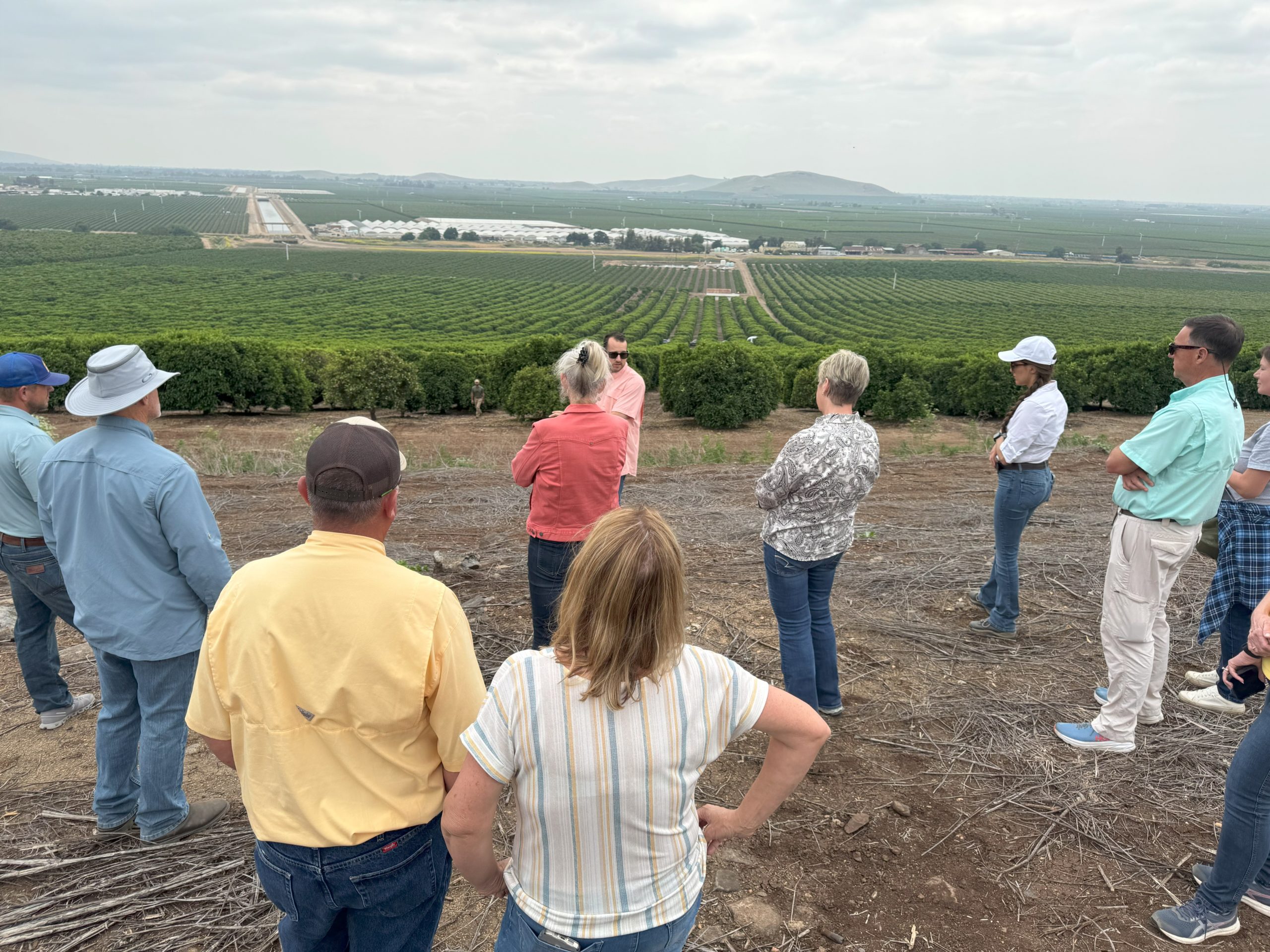 What the Georgia Citrus Association Learned in California - Georgia ...