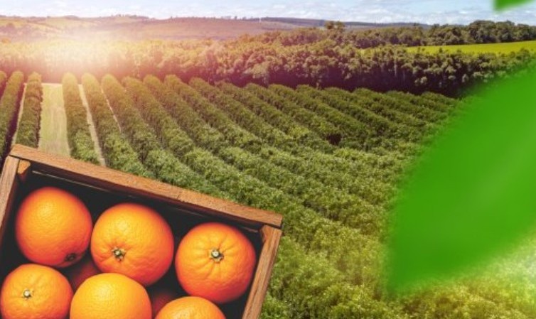 Brazil Announces 2025–26 Initial Orange Forecast - Citrus Industry Magazine