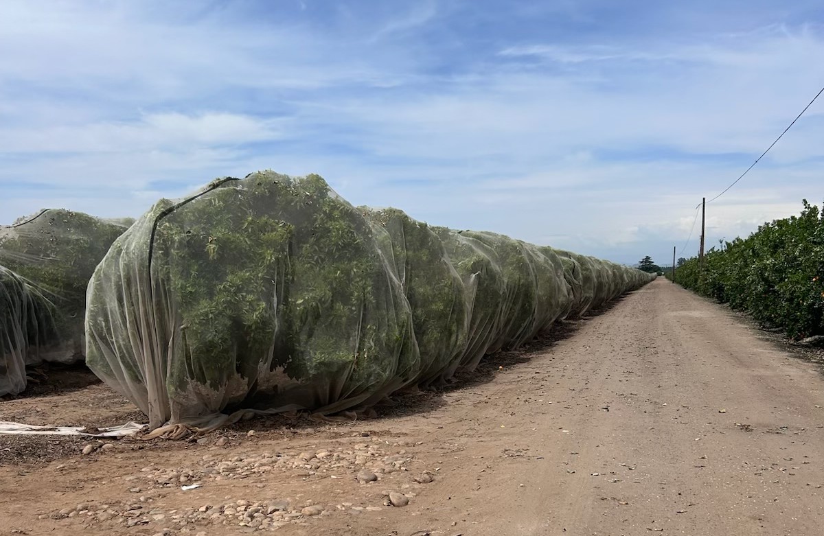 Innovation and Sustainability: Lessons From California for Georgia Citrus
