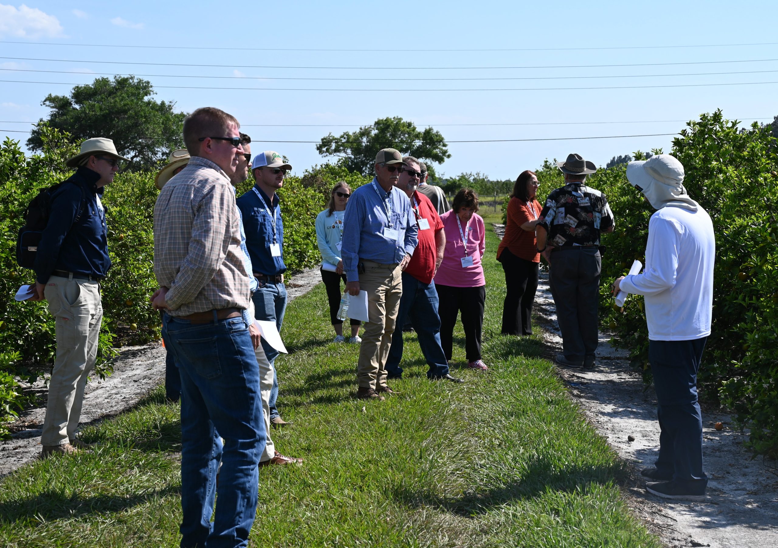 Grove-First Expands Search for HLB-Fighting Molecules - Citrus Industry ...