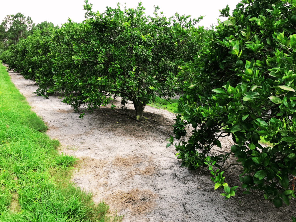 How to Achieve Accurate Herbicide Application - Tip of the Week Citrus ...