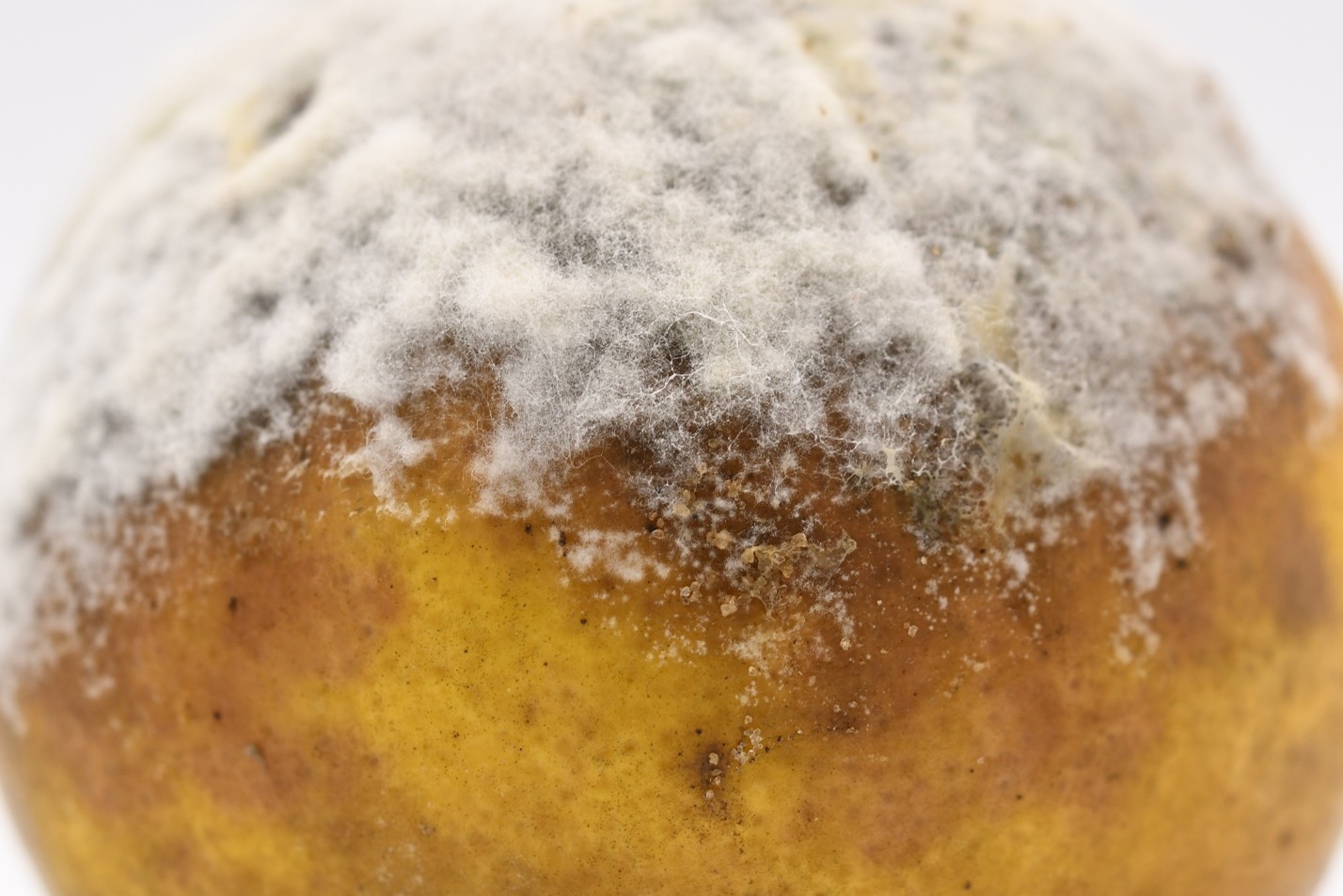 Best Practices for Brown Rot Management - Tip of the Week Citrus ...