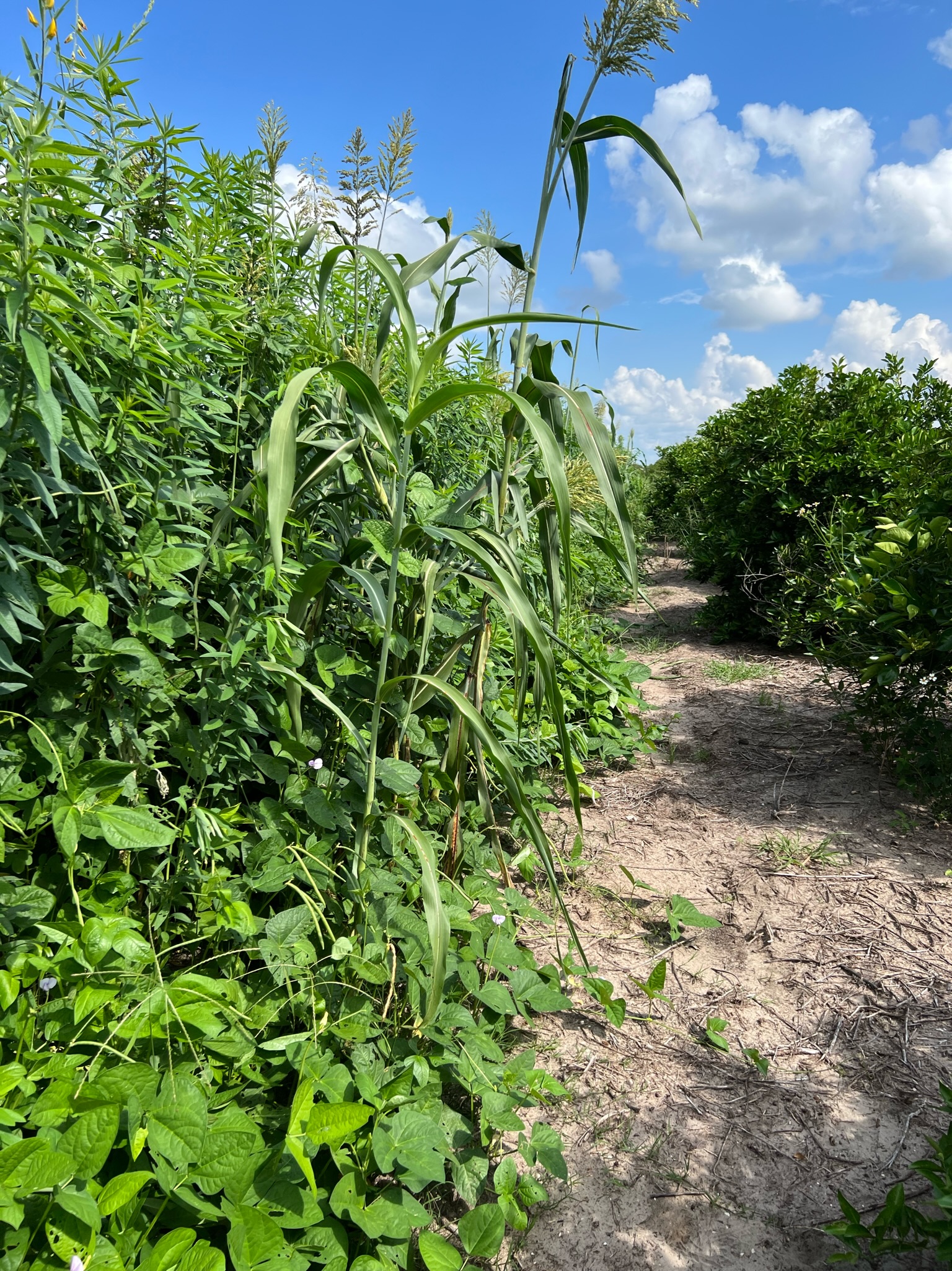Planting and Terminating Summer Cover Crops - Tip of the Week Citrus ...
