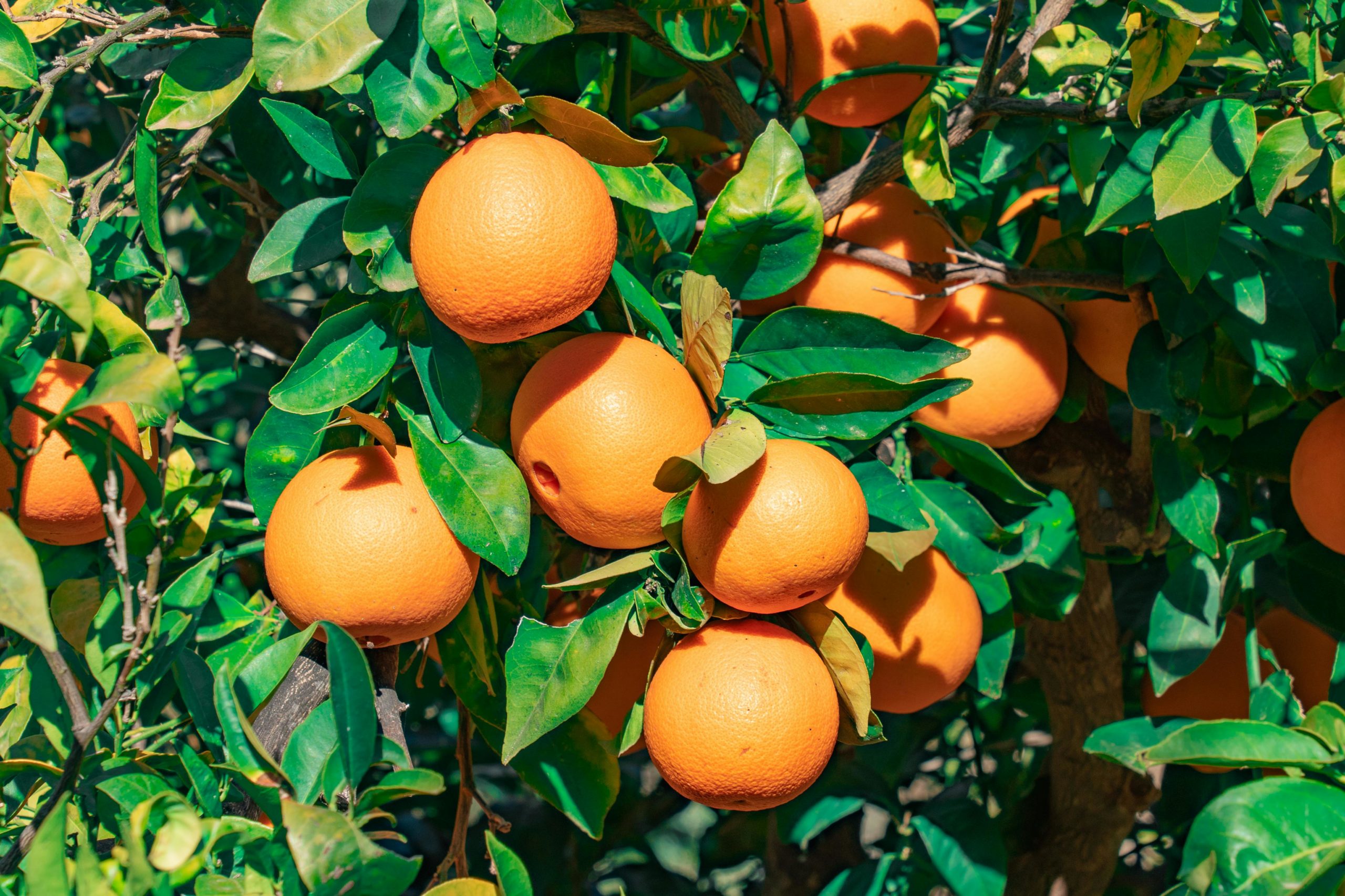 Final 2025 U.S. Citrus Crop Forecast Issued - Citrus Citrus Industry ...