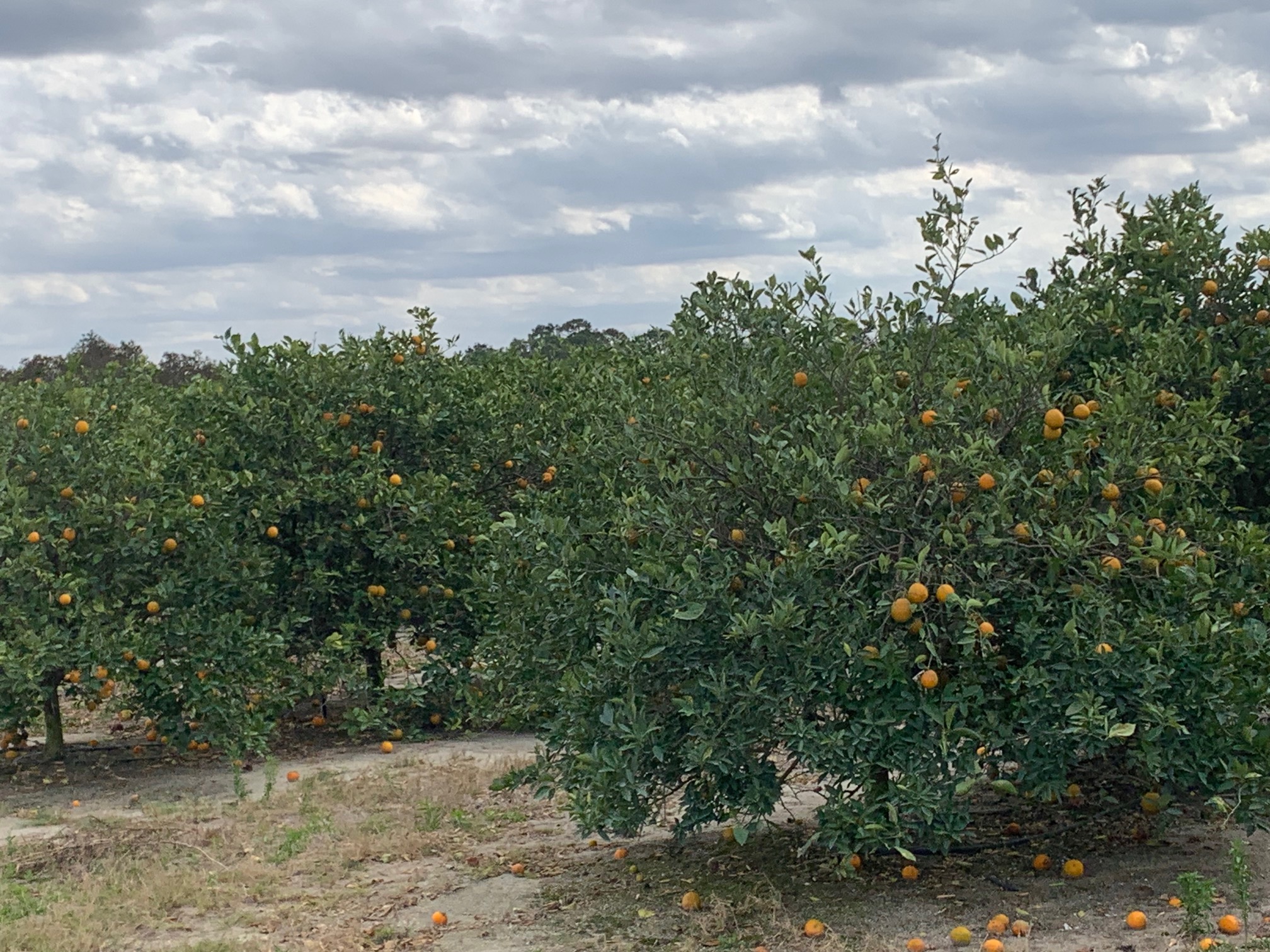Forecast Projects Increased Florida Citrus Crops - Citrus Industry Magazine