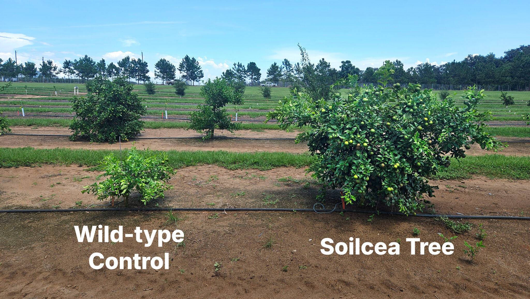 CarriCea Rootstock Registration Is ‘a Major Milestone’ - Rootstocks ...